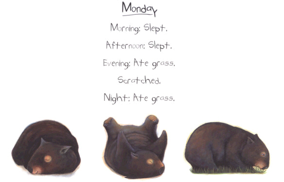 a celebration of wombats
